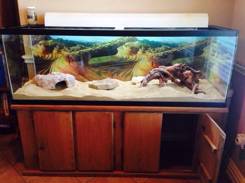 How Big Is A 100 Gallon Lizard Tank at Terri Kent blog