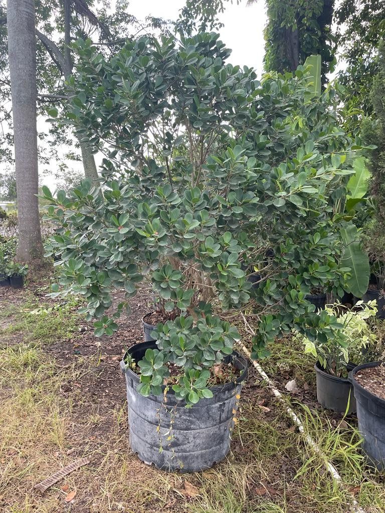 Ligustrum Tree