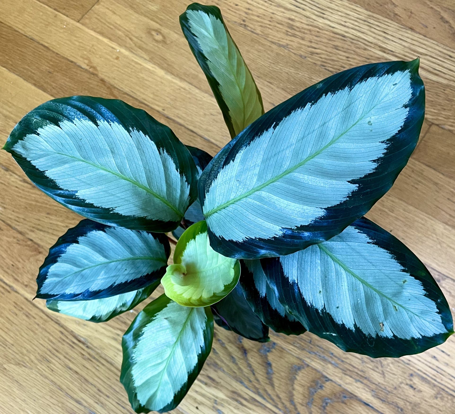 Non-Toxic Calathea Royal Standard Plant / Holiday Sale/ Free Delivery ...