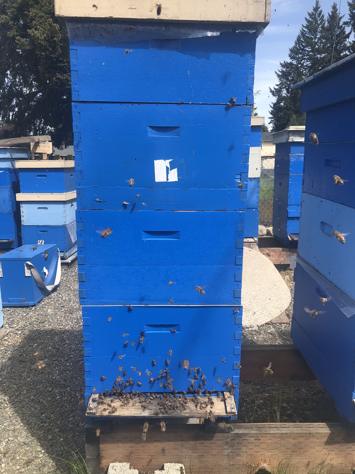 Bee Hive Colony for Sale in Spanaway, WA - OfferUp