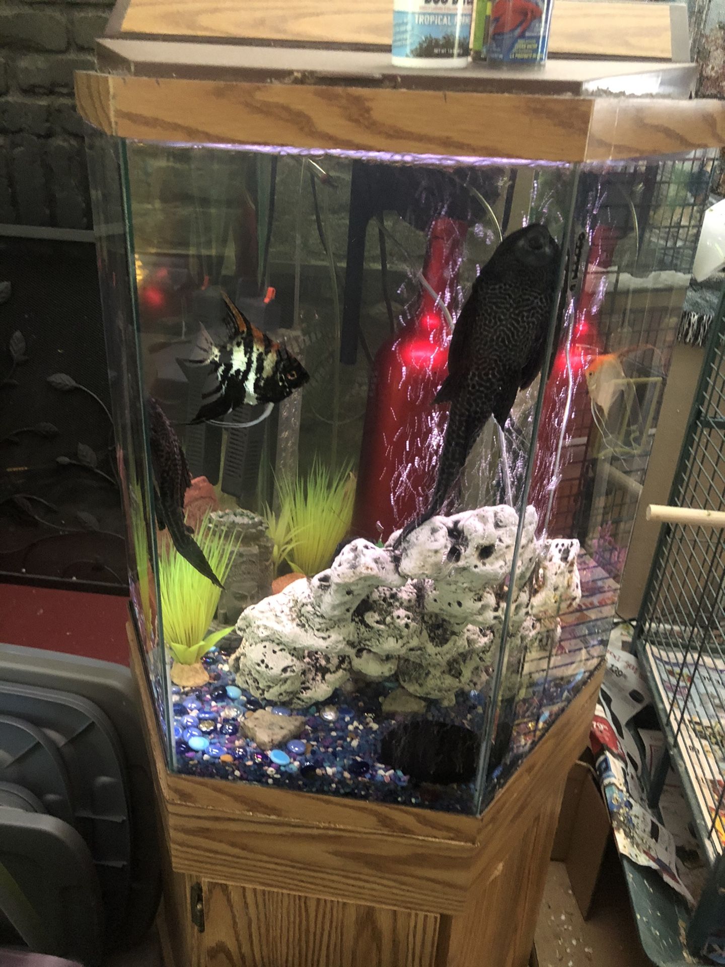 30 gallon hexagon tank /base with fish for Sale in Sammamish, WA - OfferUp