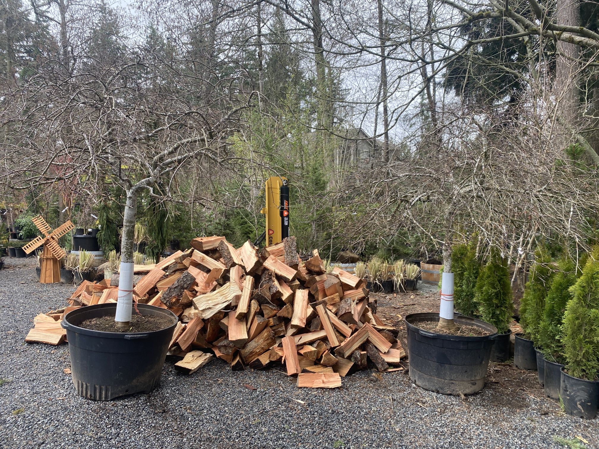 Insanely Huge Weeping Laceleaf Japanese Maple Tree for Sale in Puyallup ...
