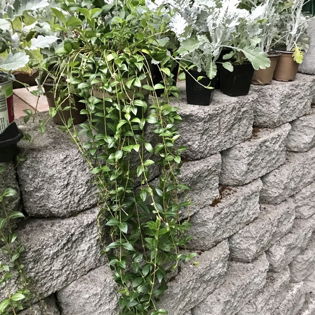 Vinca Vine Hanging Basket