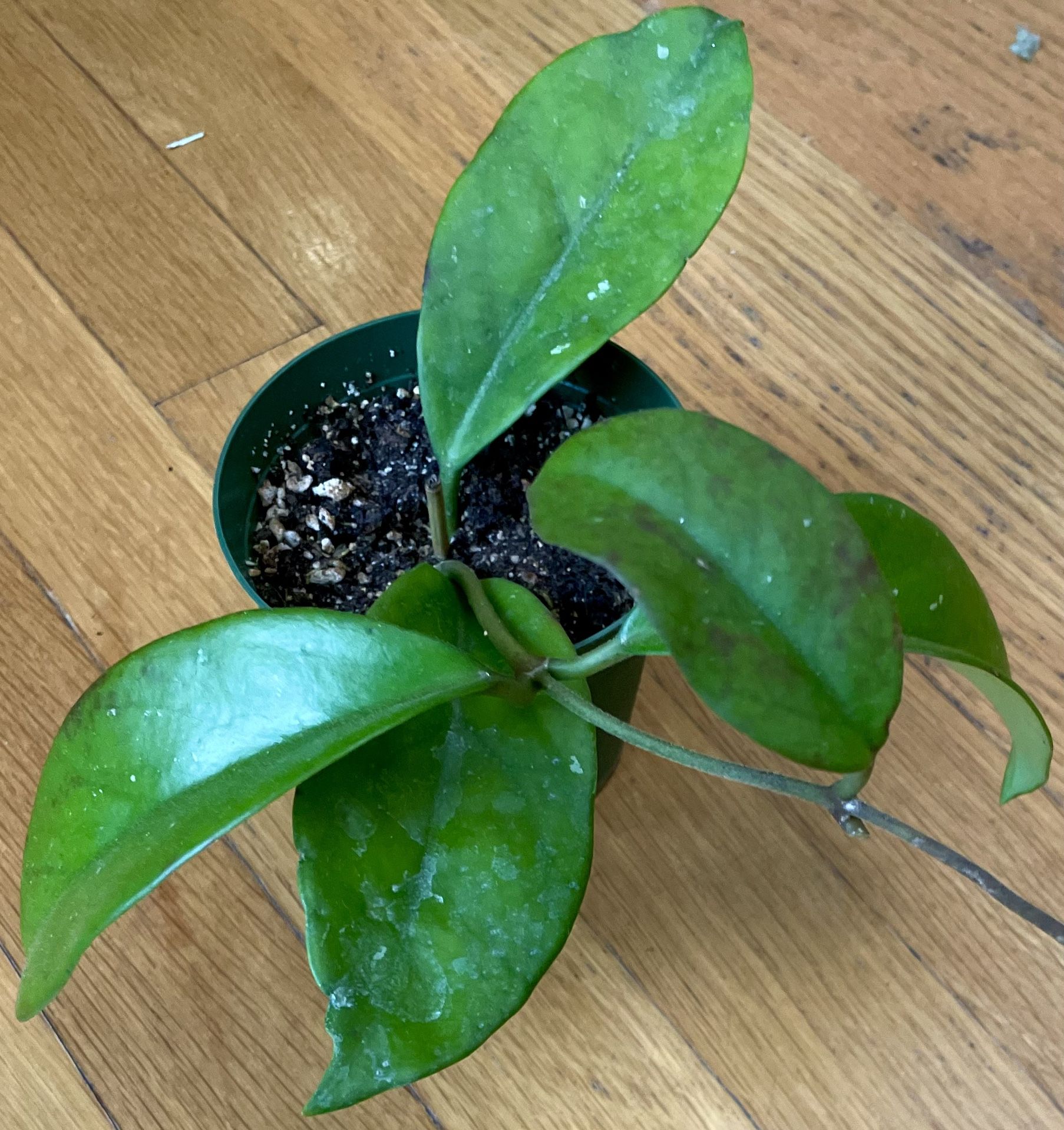 Rare Non-Toxic Hoya Skinneriana Dee’s Big One Plant / 2024 NY Sale ...