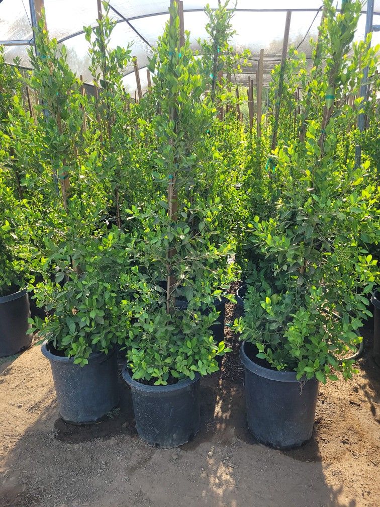 Ficus Nitida 15gl Column For Hedges for Sale in Riverside County, CA ...