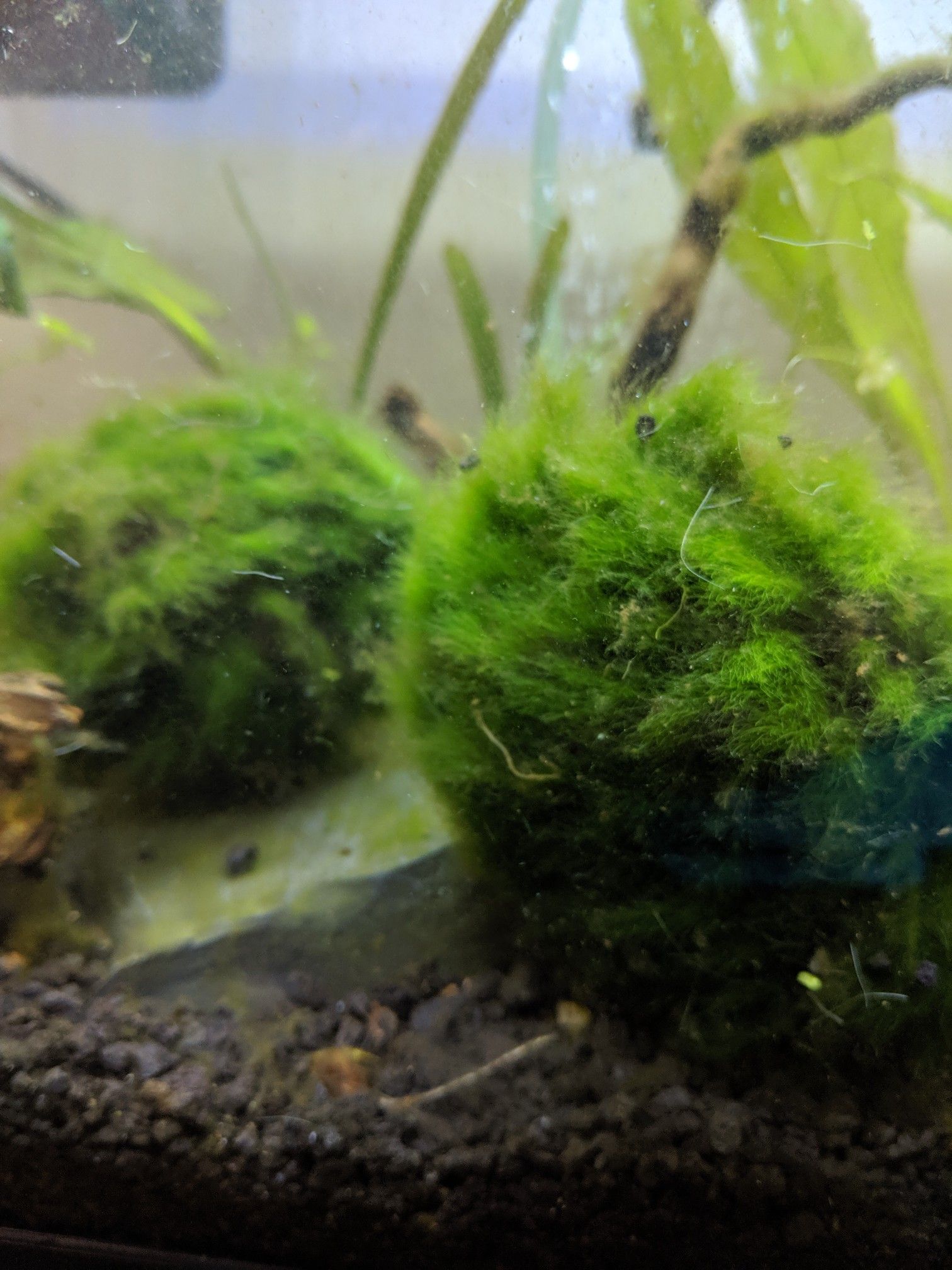 Java Moss Ball