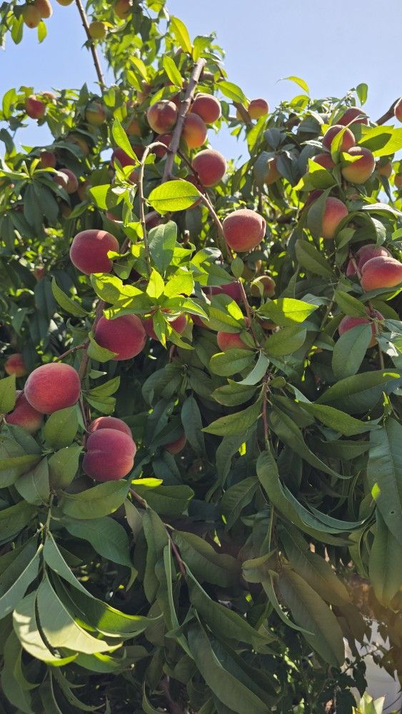 White Peach Tree for Sale in City Of Industry, CA - OfferUp