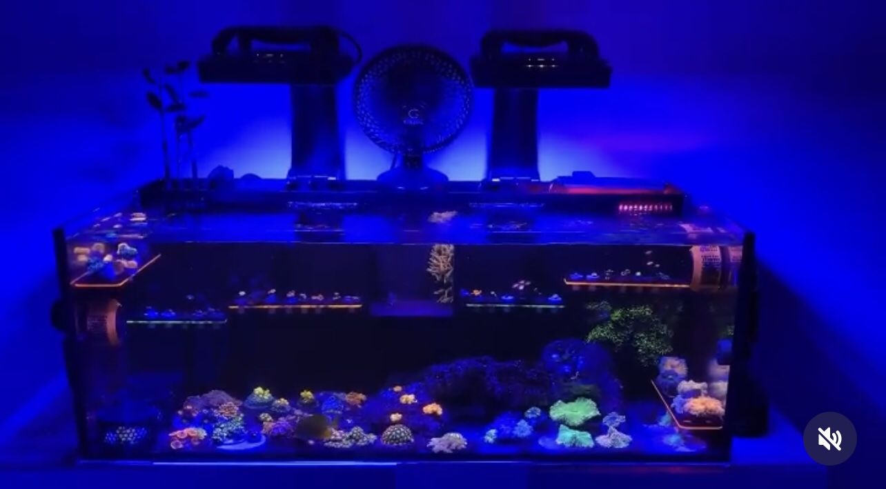 Custom Magnetic Frag Racks 16 Slots For Reef Saltwater Fish Aquarium ...