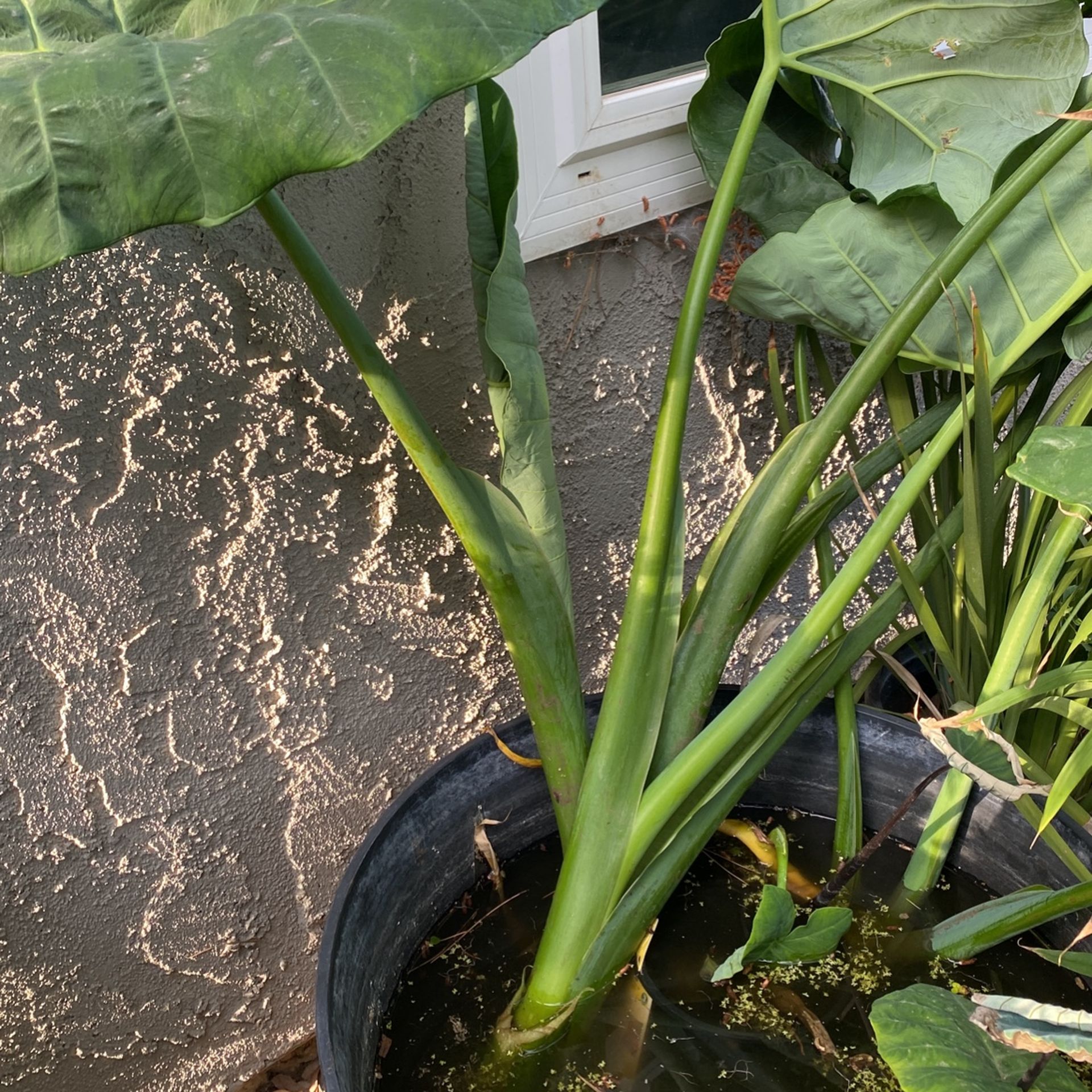 Gigant Elephant Ear Water Plant for Sale in Highland, CA - OfferUp