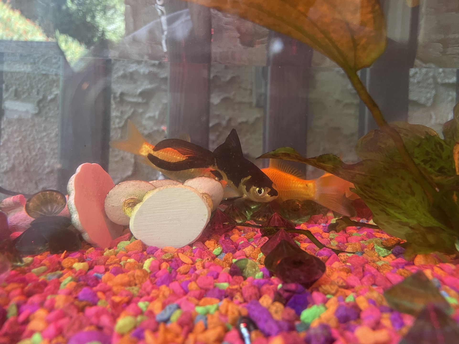33 Gallon Aquarium, 5 Goldfish, and Extras free for Sale in Los Angeles ...