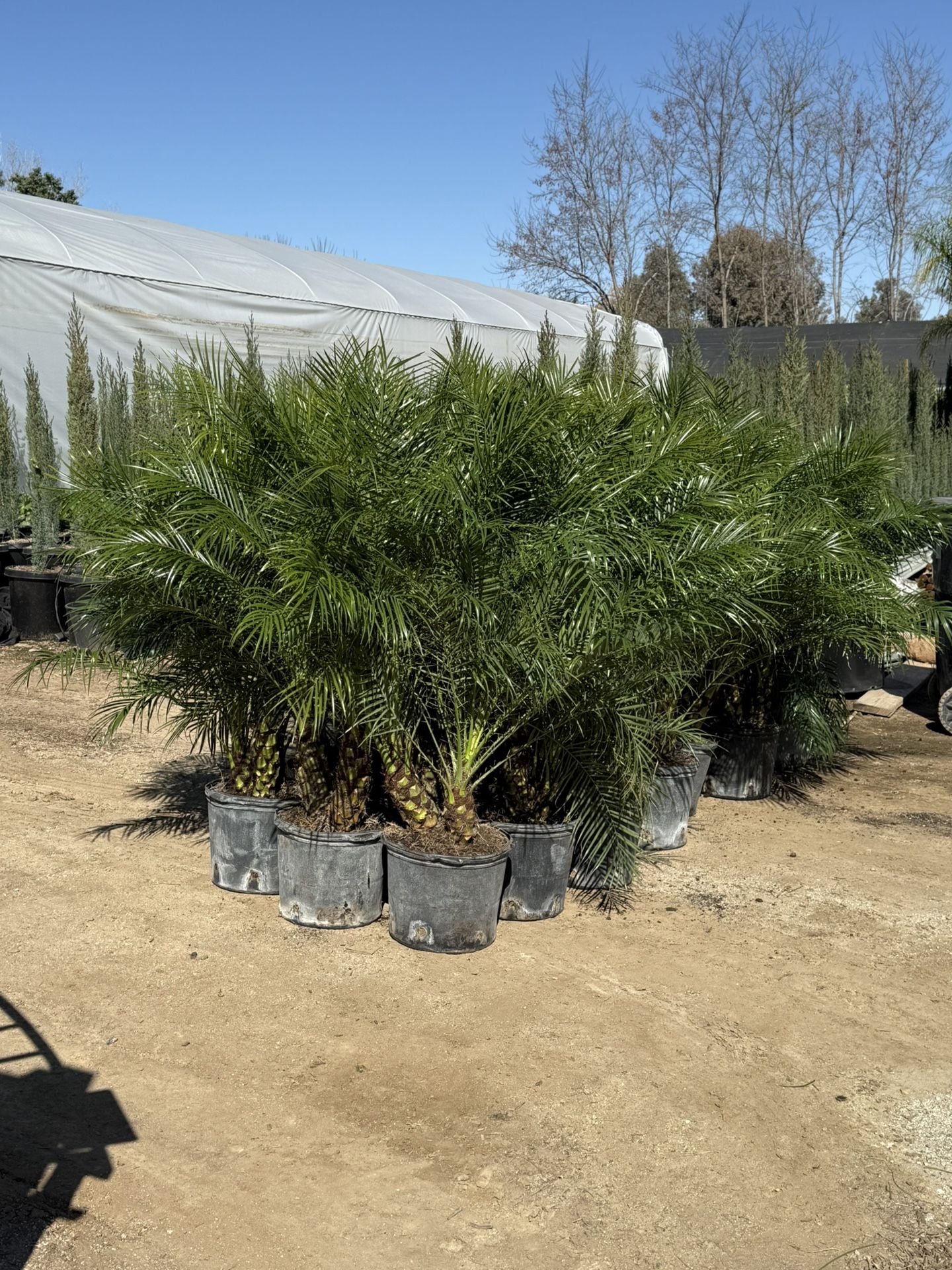 Pygmy Palms 4 Feet Tall for Sale in Riverside County, CA - OfferUp