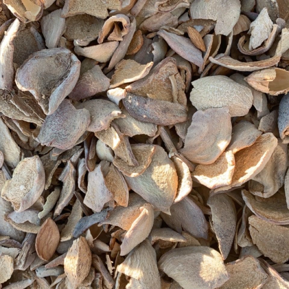 Almond Shell