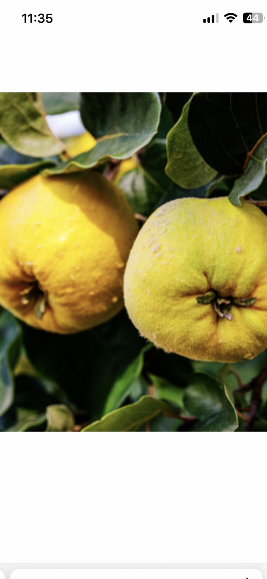 Exotic Pineapple Quince Fruit for Sale in Mission Viejo, CA - OfferUp