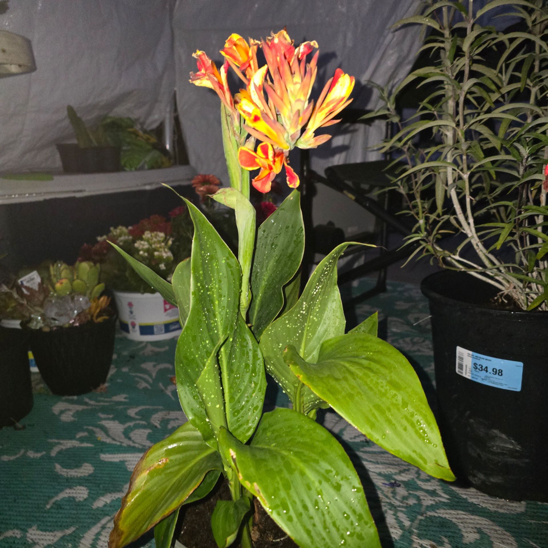 Canna lily plant for Sale in Bakersfield, CA - OfferUp