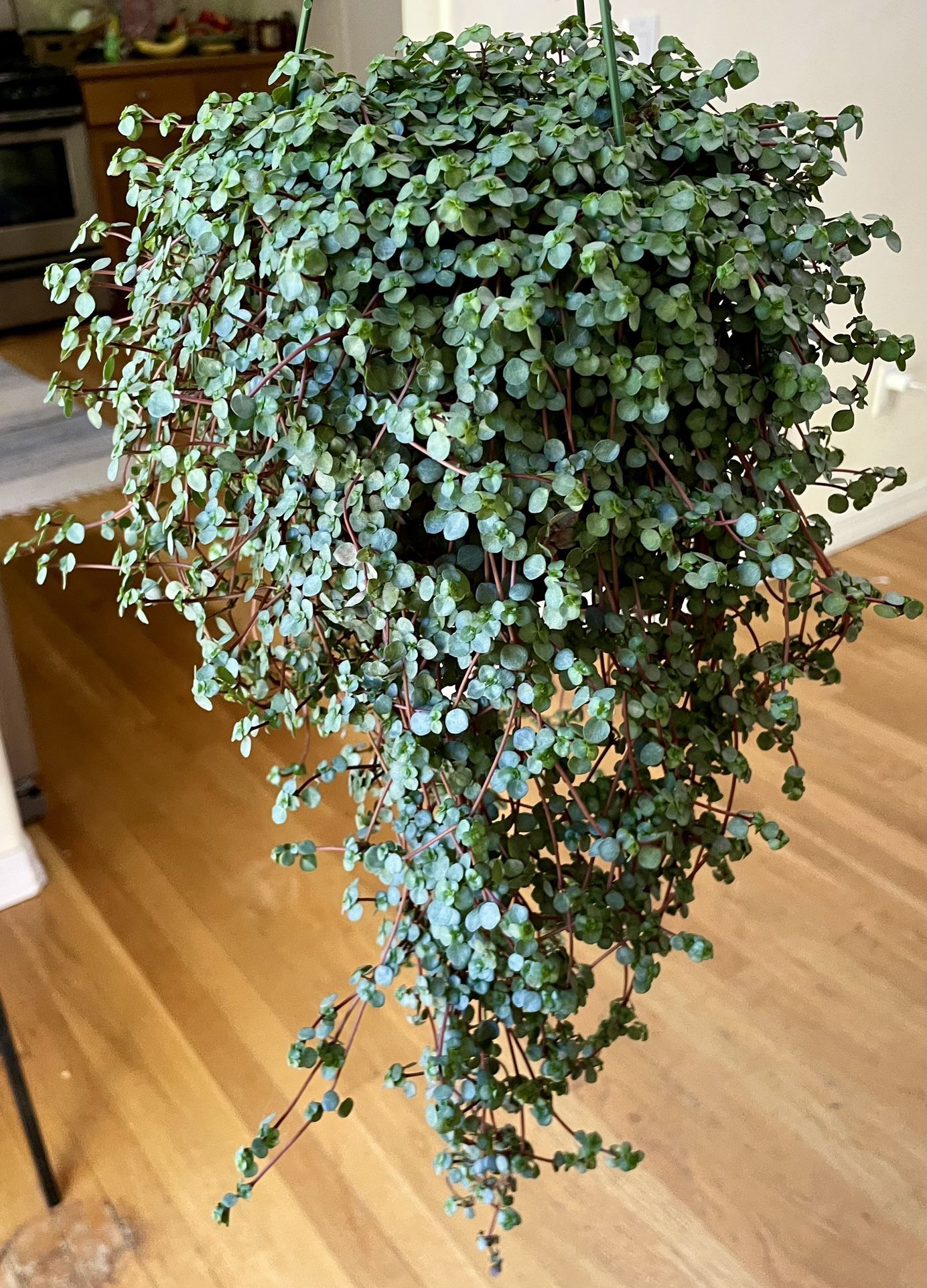 Pilea Silver Sparkle Plant in Hanging Pot / Pet-Friendly / Free ...