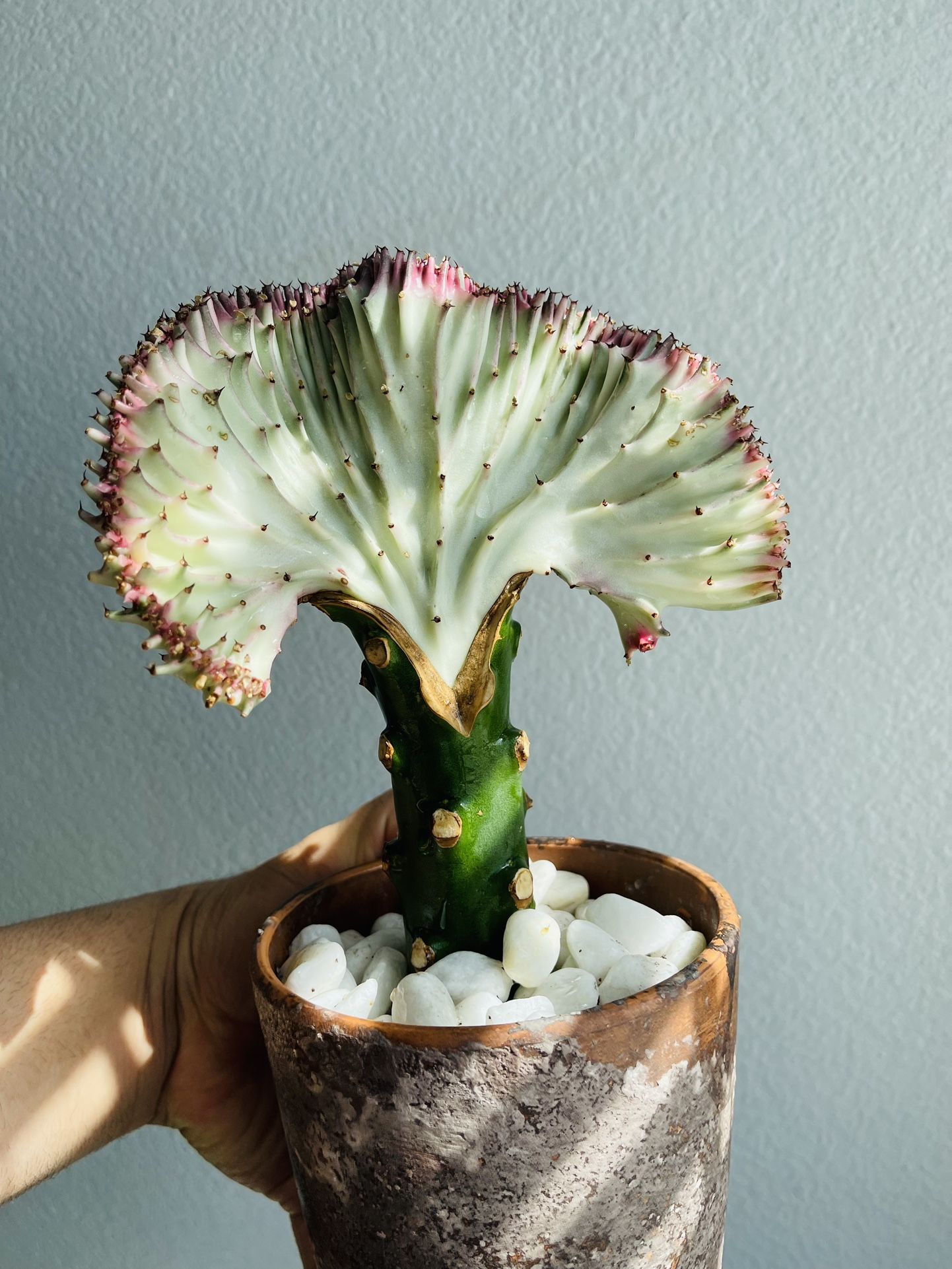 Coral Cactus