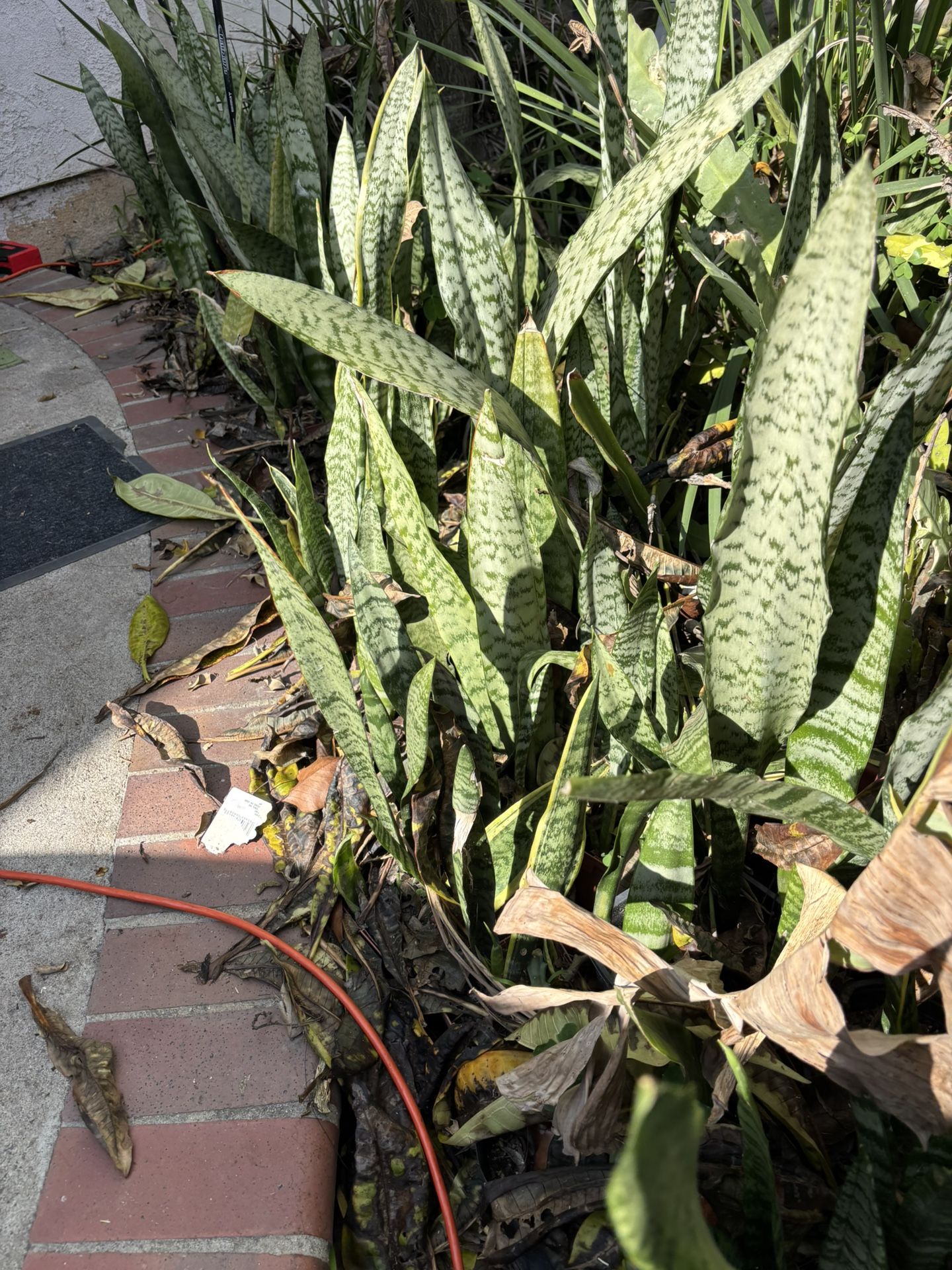 Snake Plants And Blooming Cactus for Sale in Artesia, CA - OfferUp