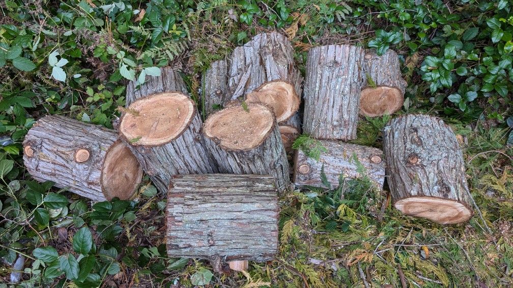 Free Firewood -> Hemlock & Cedar for Sale in Bellevue, WA - OfferUp