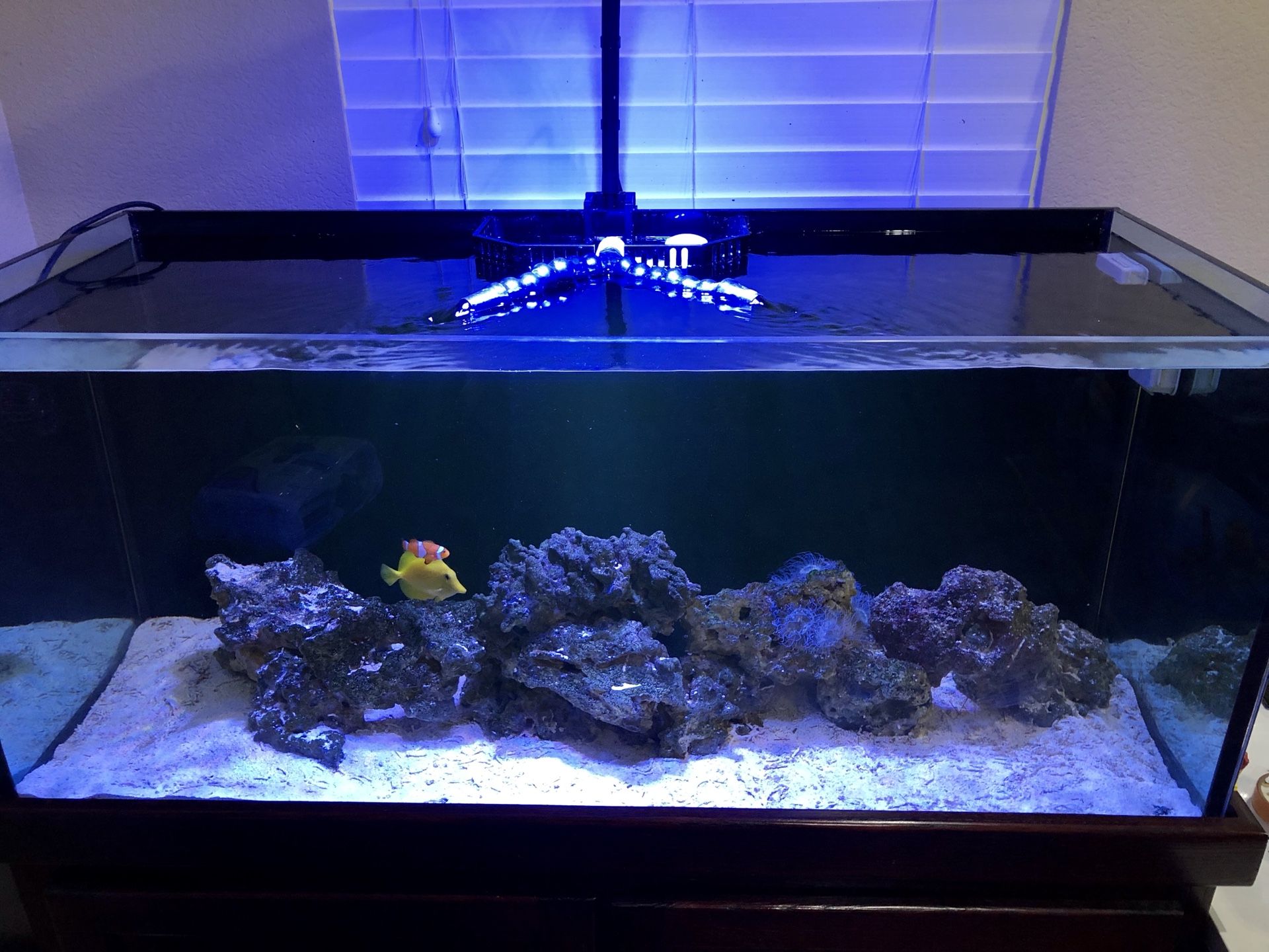 85 Gallon Saltwater Aquarium for Sale in Irving, TX - OfferUp