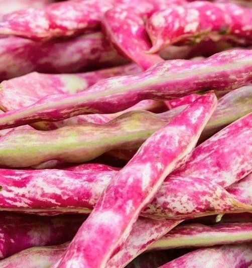 Tongues Of Fire Beans