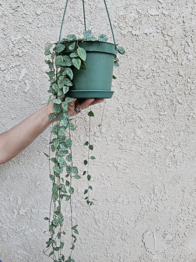 String Of Spades Plant for Sale in Garden Grove, CA - OfferUp