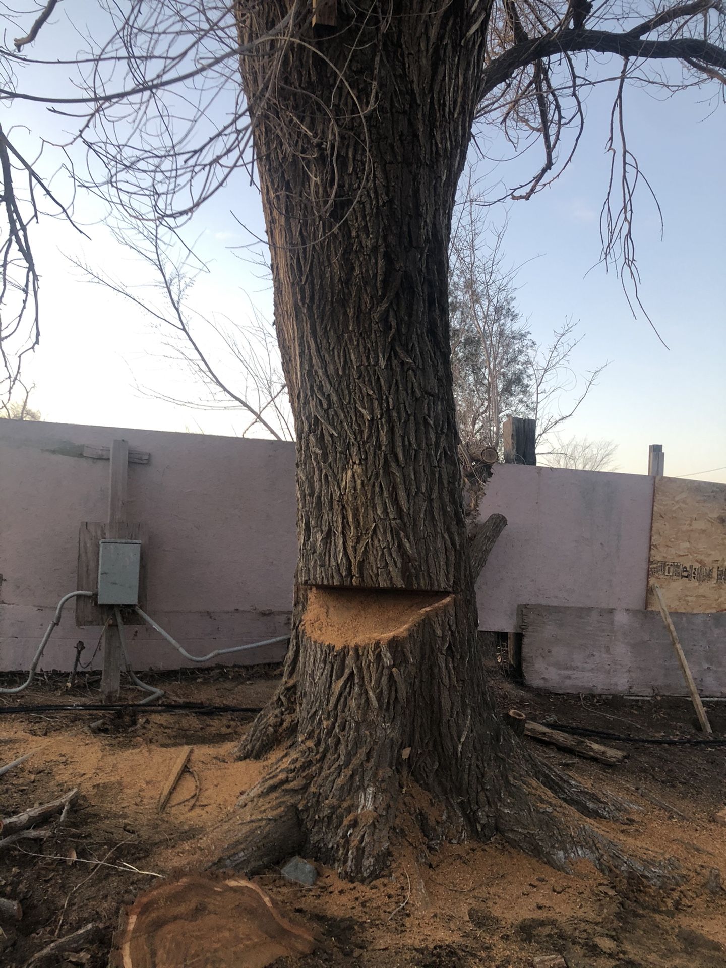 Trees, Tree work, Large Tree Dropping for Sale in Juniper Hills, CA ...