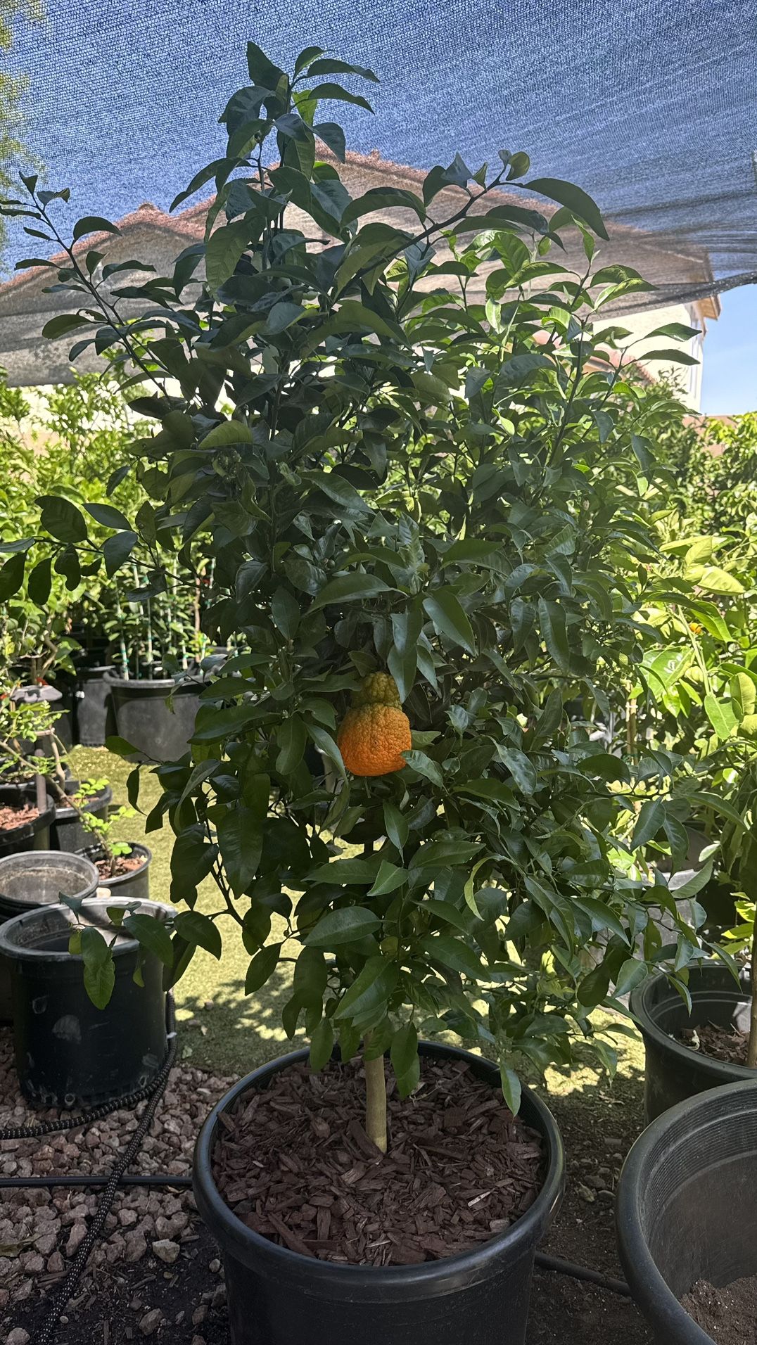 Large Sumo Shiranui Mandarin Tree for Sale in Las Vegas, NV - OfferUp