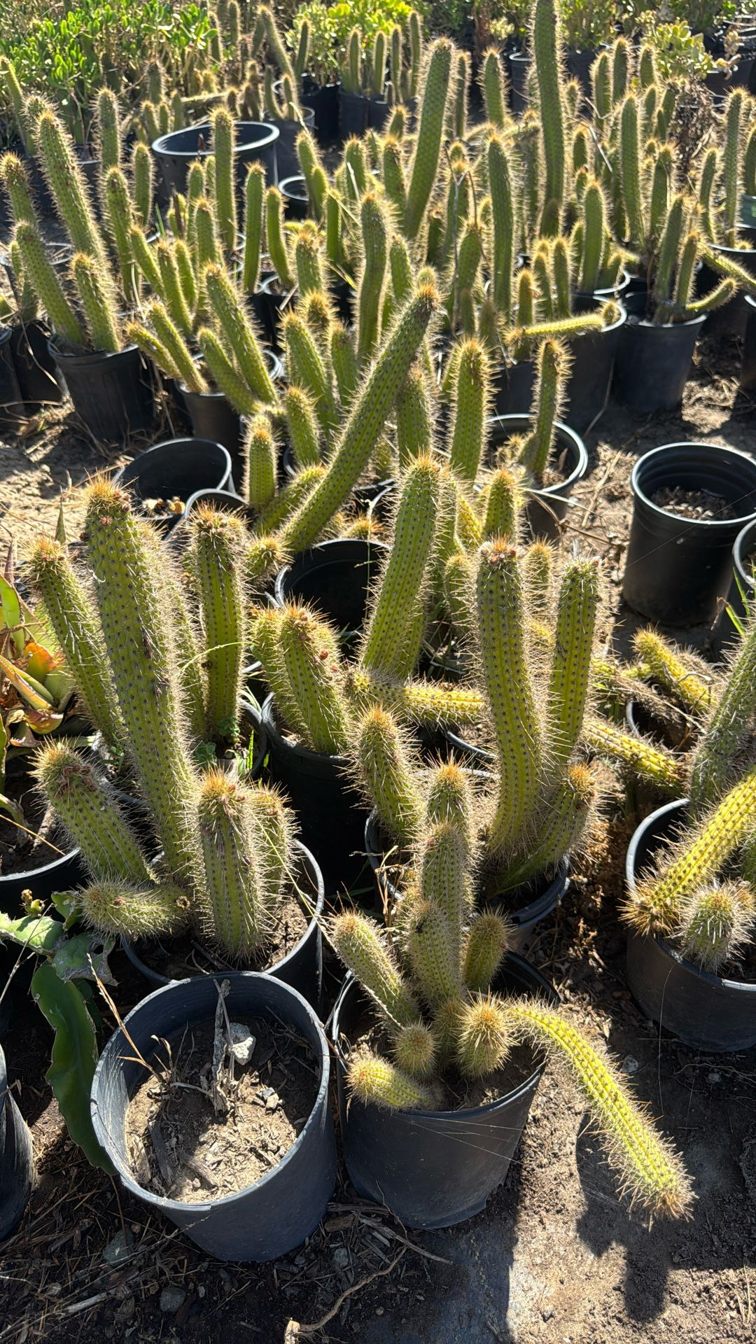 Cactus for Sale in Long Beach, CA - OfferUp