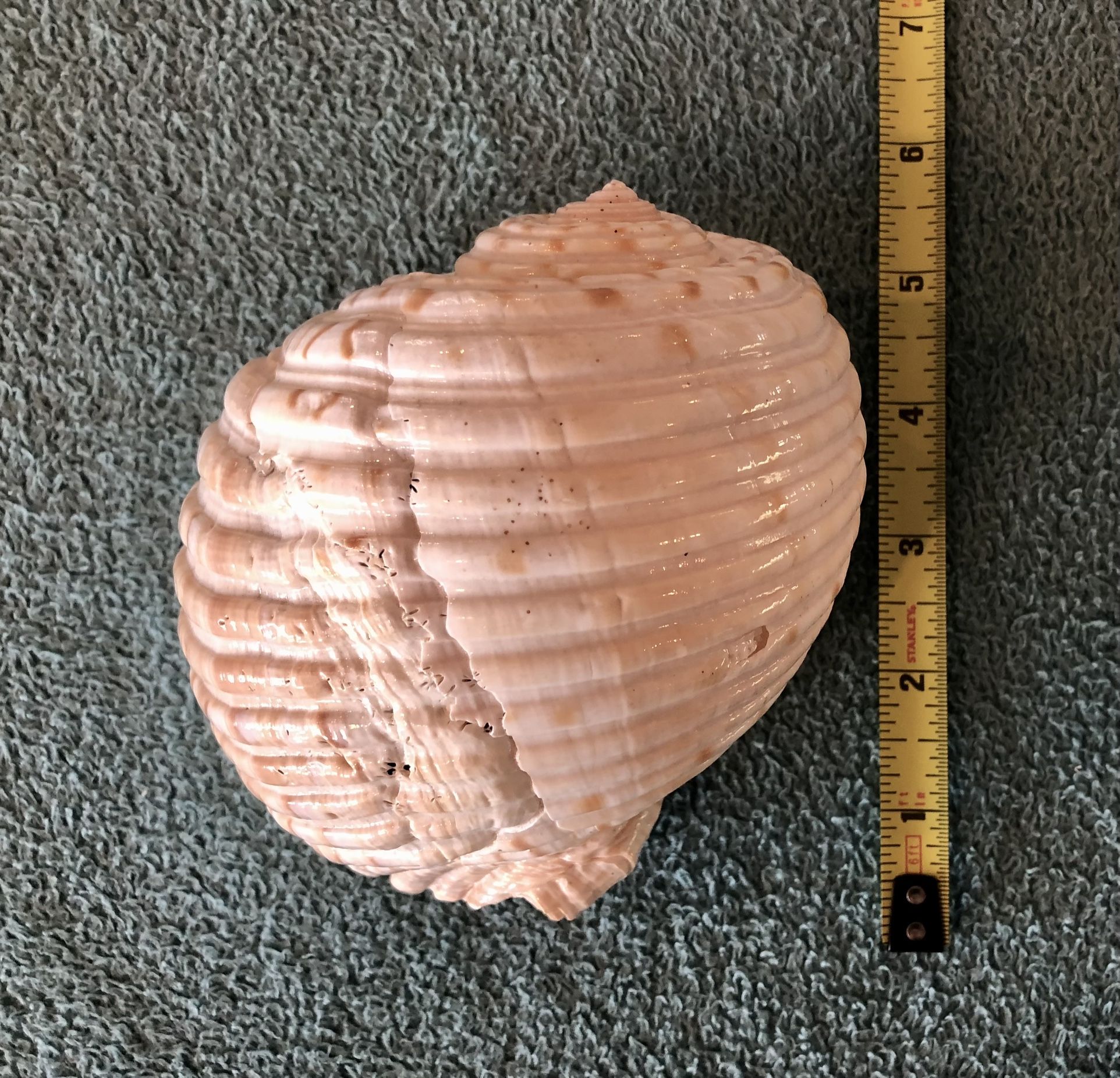 Collection of 5 Cassidae & Tonnidae Seashells for Sale in El Cajon, CA ...