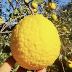 Extra Large Lemons