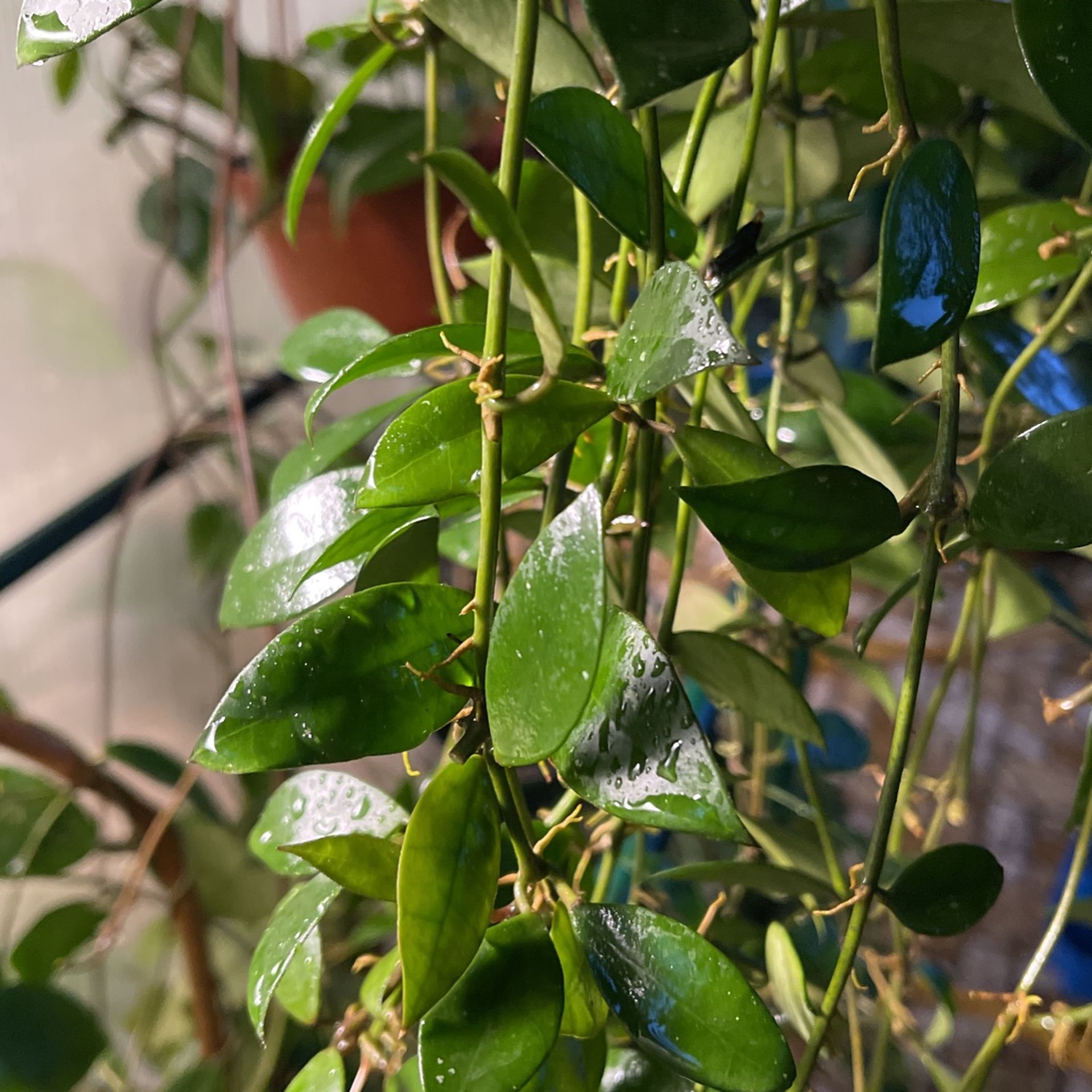 Hoya Hoya Hoyas 50+ Varieties Cuttings And Rooted for Sale in Halndle ...