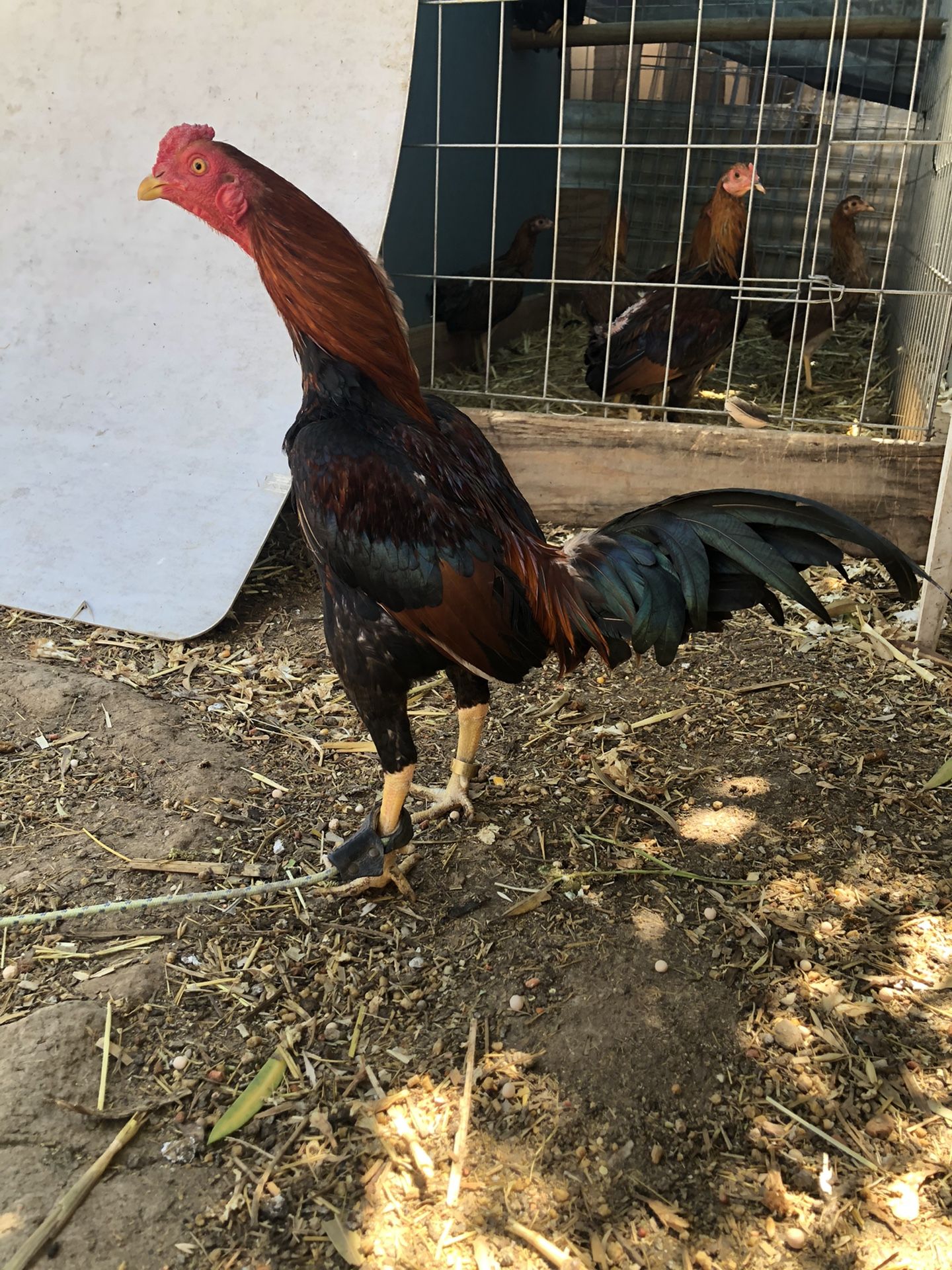 Pure Bobby Boles Asil Trio for Sale in Los Banos, CA - OfferUp