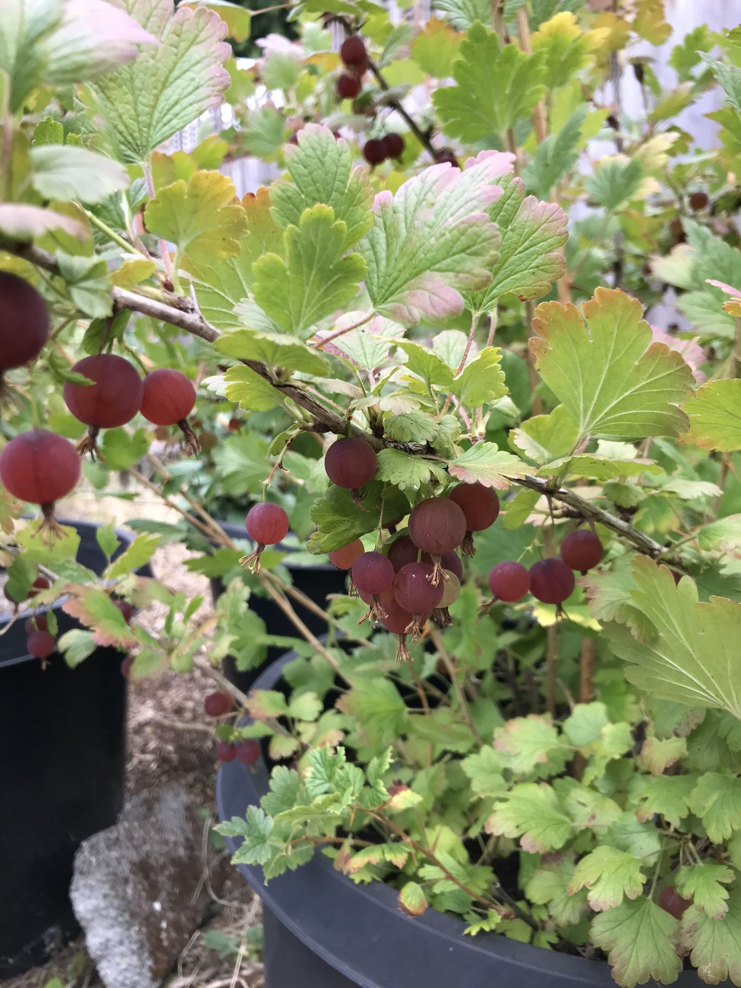 Gooseberry Plant Starts for Sale in Seattle, WA - OfferUp