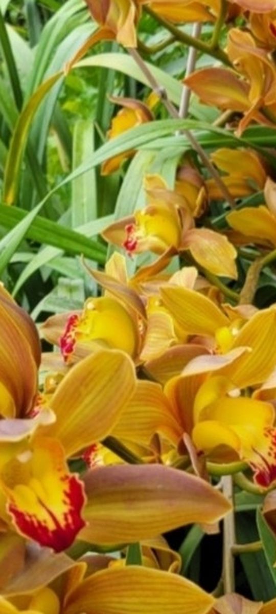 Simply Cymbidium Orchid Plant for Sale in Arcadia, CA - OfferUp