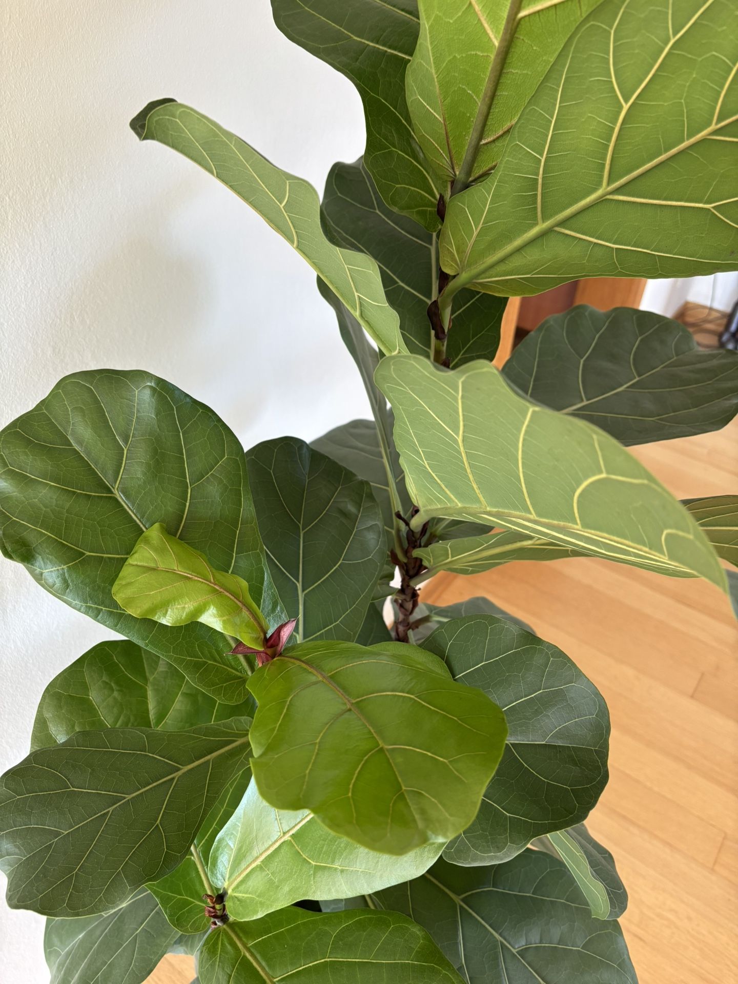 Assorted Houseplants In Pots - Healthy And Thriving for Sale in Des ...