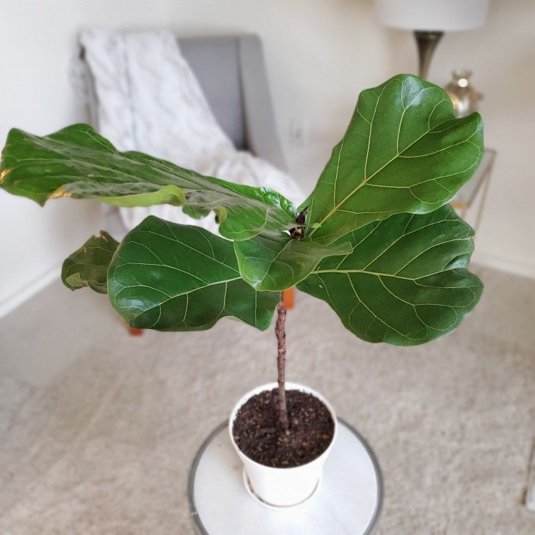 Fiddle Leaf Fig Ficus Tree Baby - Live Plant for Sale in Redmond, WA ...