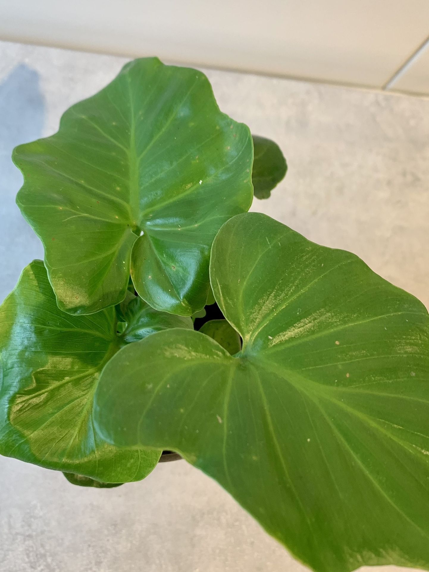 Indoor Plant - Philodendron Super Atom for Sale in Seattle, WA - OfferUp