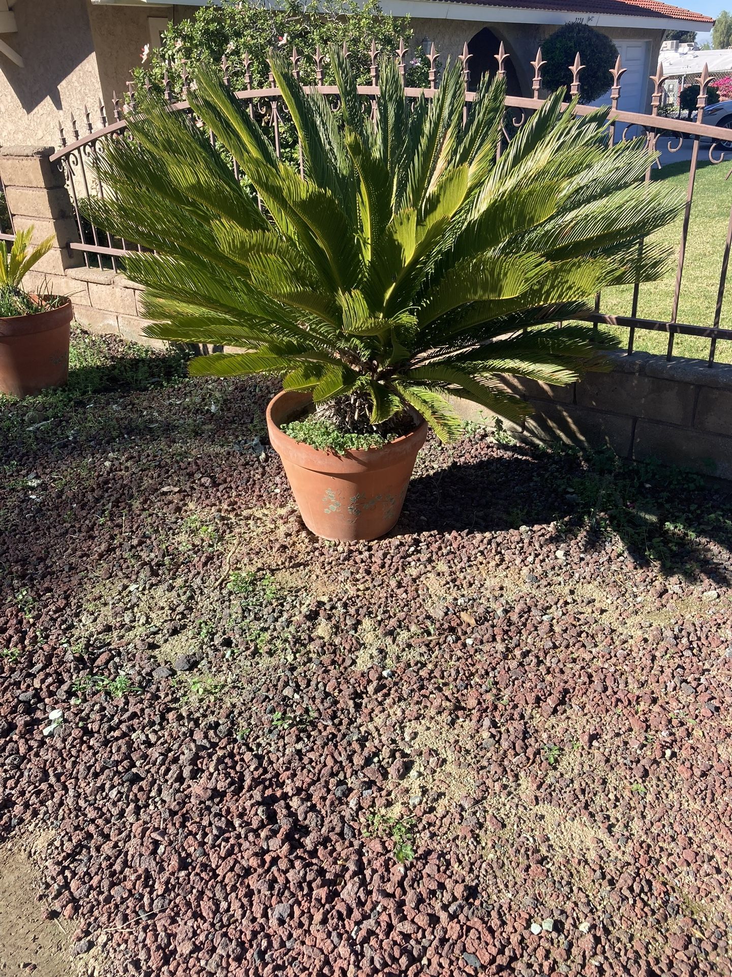 Sago Palm-Large for Sale in Riverside, CA - OfferUp