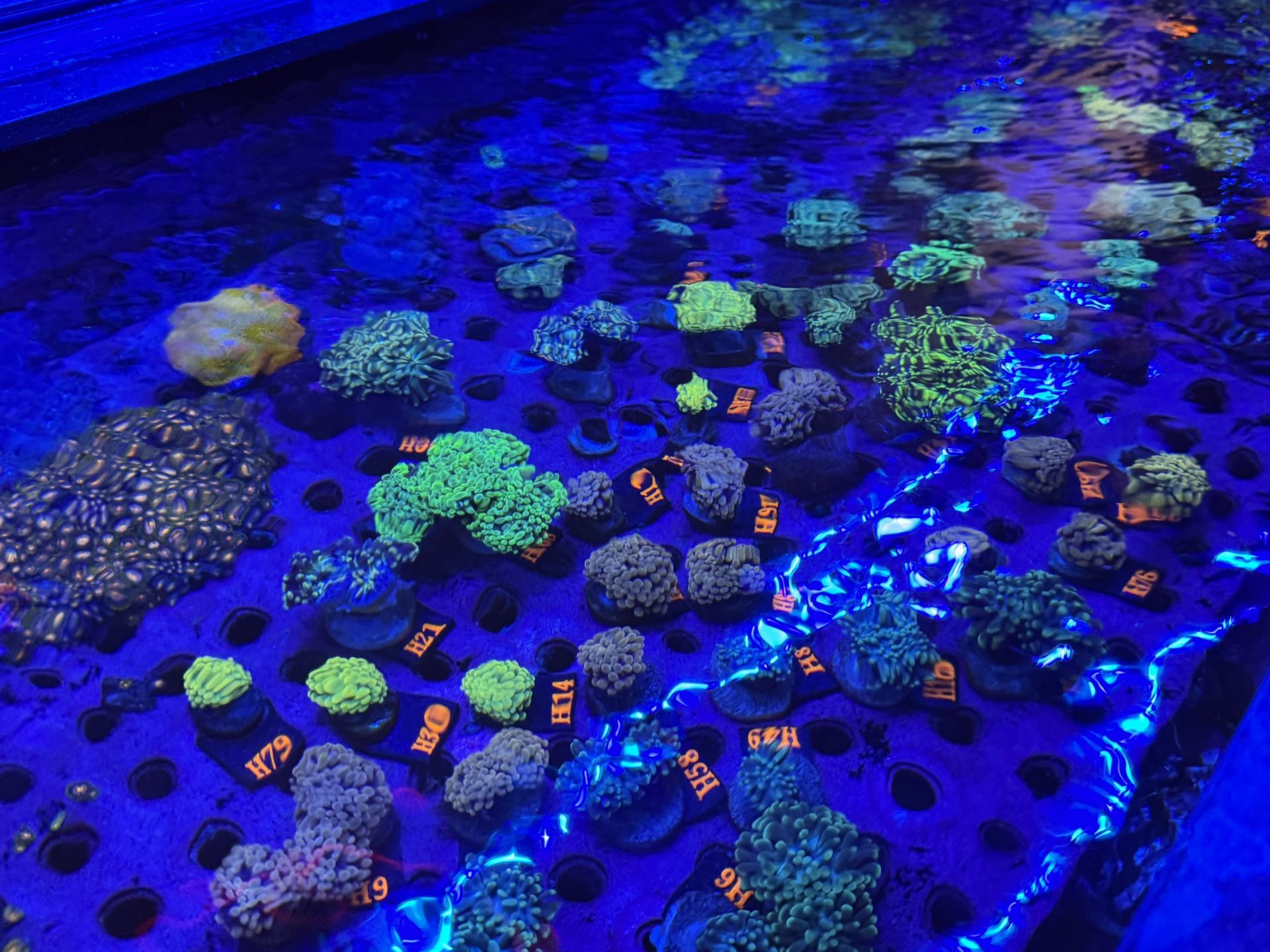 Reef decorations Reef tank decor Fish tank aquarium for Sale in Norco ...