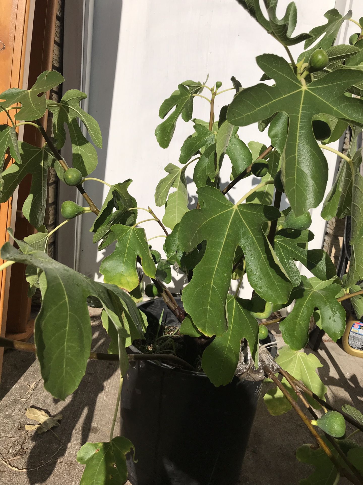 Fig tree for Sale in Oak Lawn, IL - OfferUp