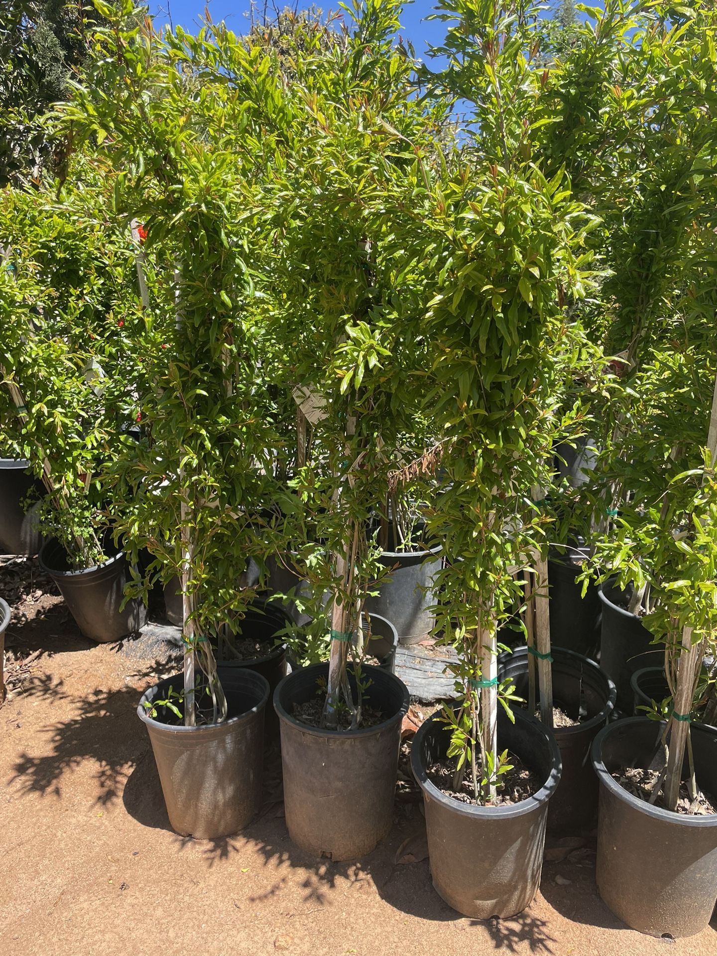 5 Gallon Size- Pomegranate Trees- Avocado Trees- Apple Trees- Apricot ...