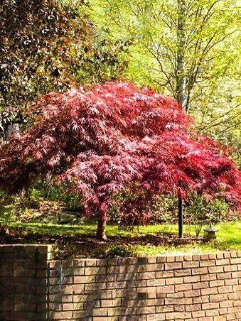 ‘Dragon Tears’ Dwarf Japanese Maple Tree — for Sale in Puyallup, WA ...
