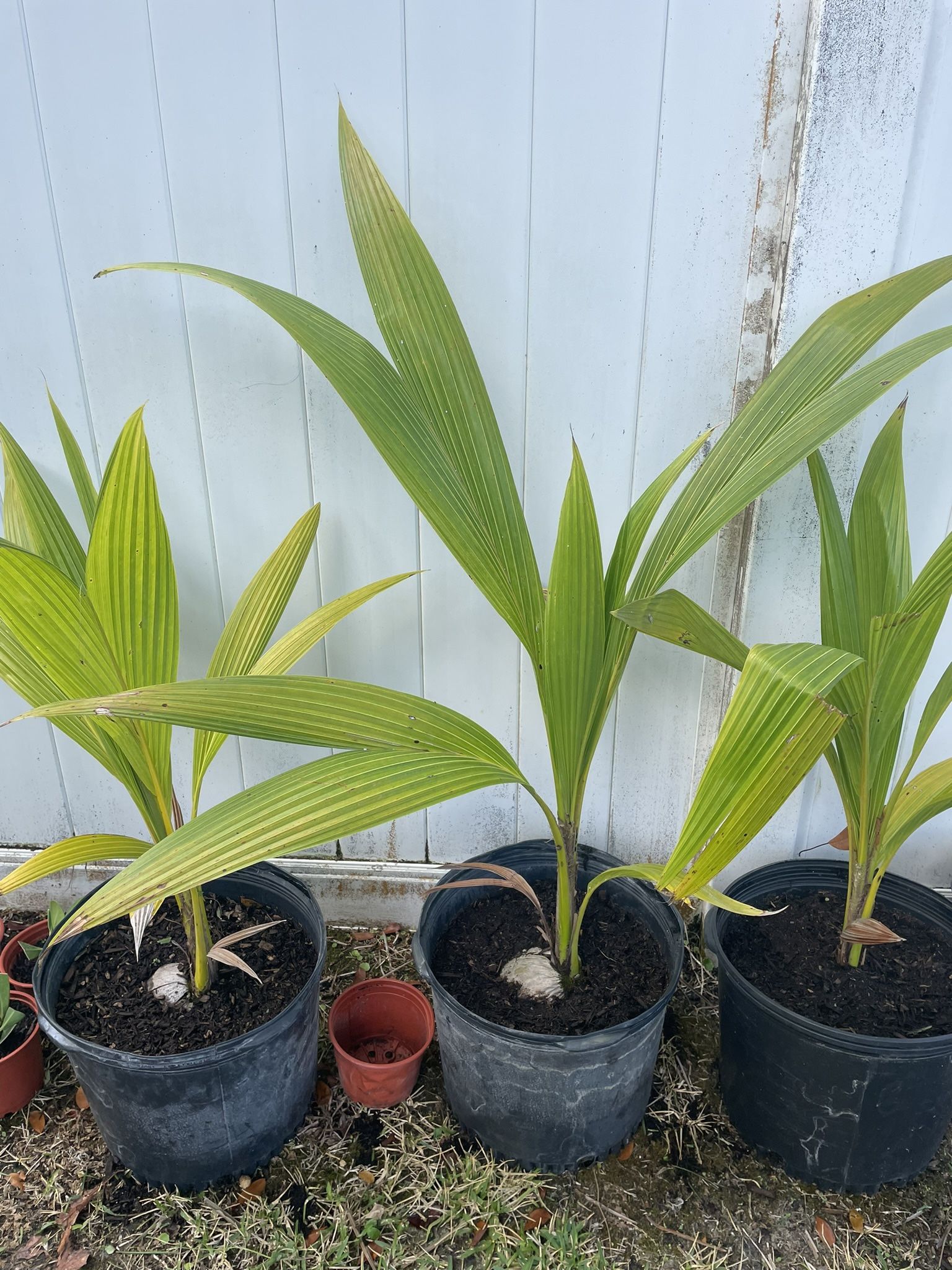 Coconut Palms Tree for Sale in Port St. Lucie, FL - OfferUp