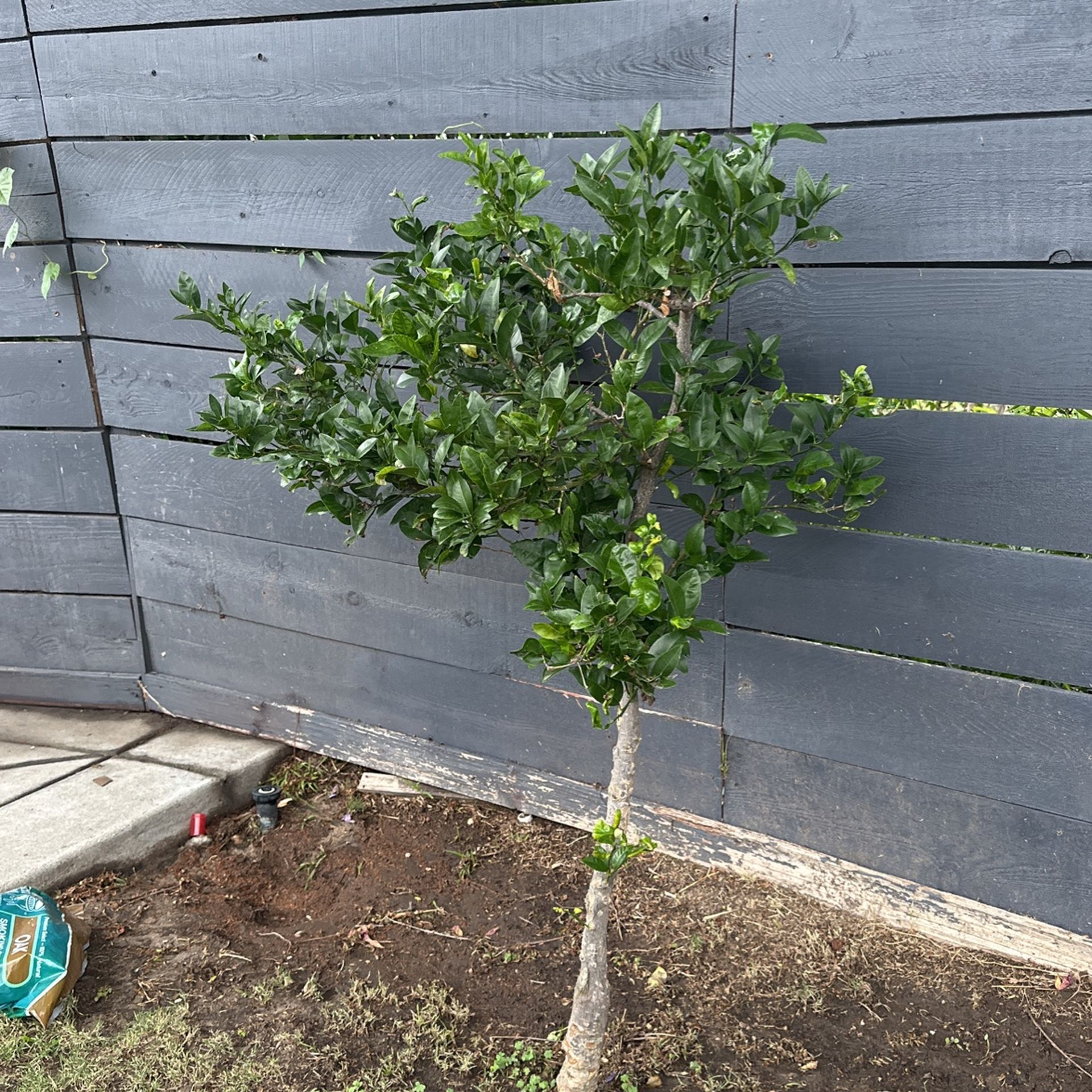 Clementine tree for Sale in San Diego, CA - OfferUp