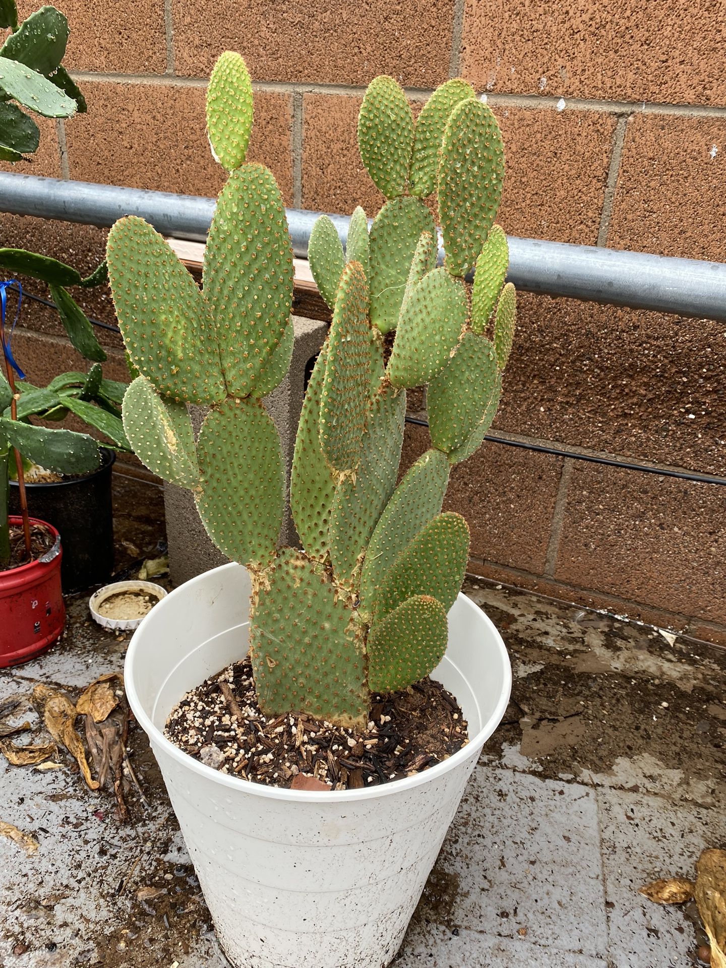 Beaver Tail Cactus for Sale in Tempe, AZ - OfferUp