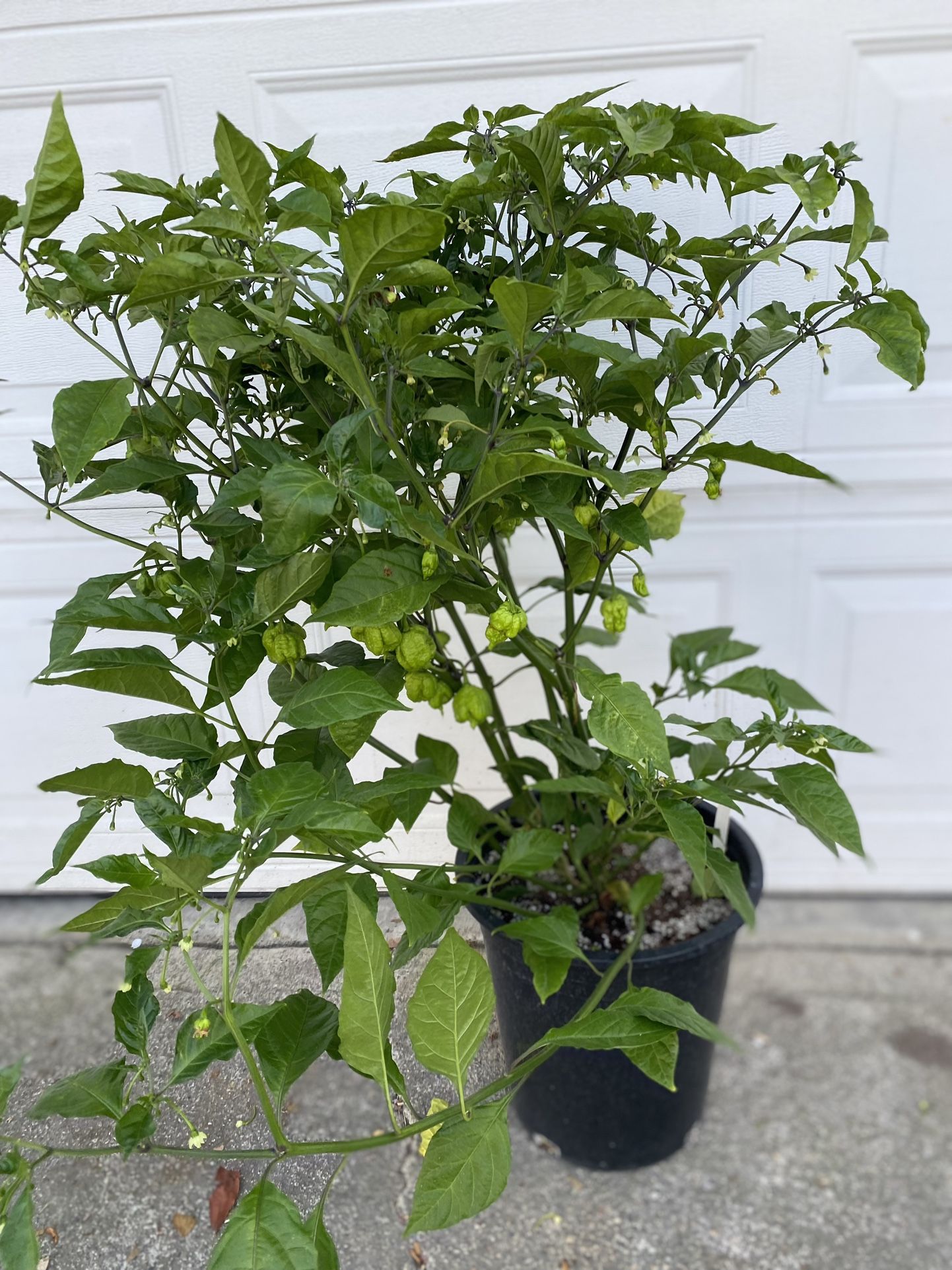 Dragon’s Breath Peppers Big Plant, In 5 Gallons Por Pick Up Only for ...