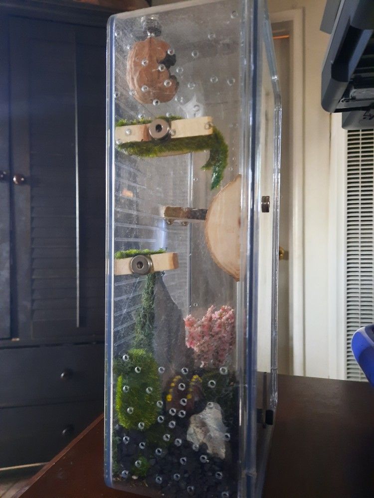 Jumping Spider Terrarium Approximately 7" L x 3 1/2" W X 12" H for Sale ...