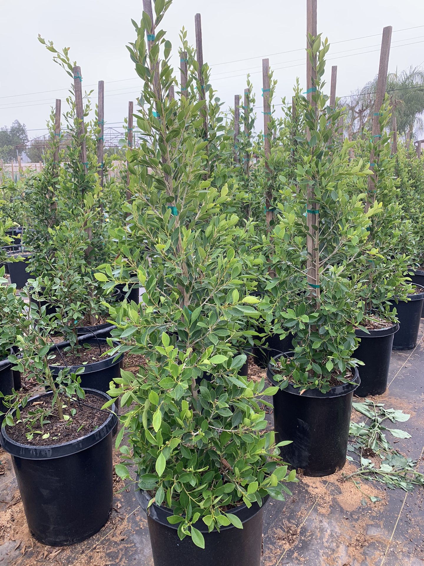 Ficus Nitida Hedge