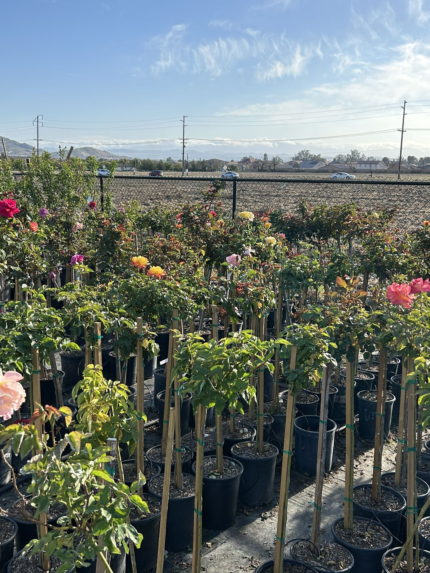 Rose Trees 36in for Sale in Moreno Valley, CA - OfferUp