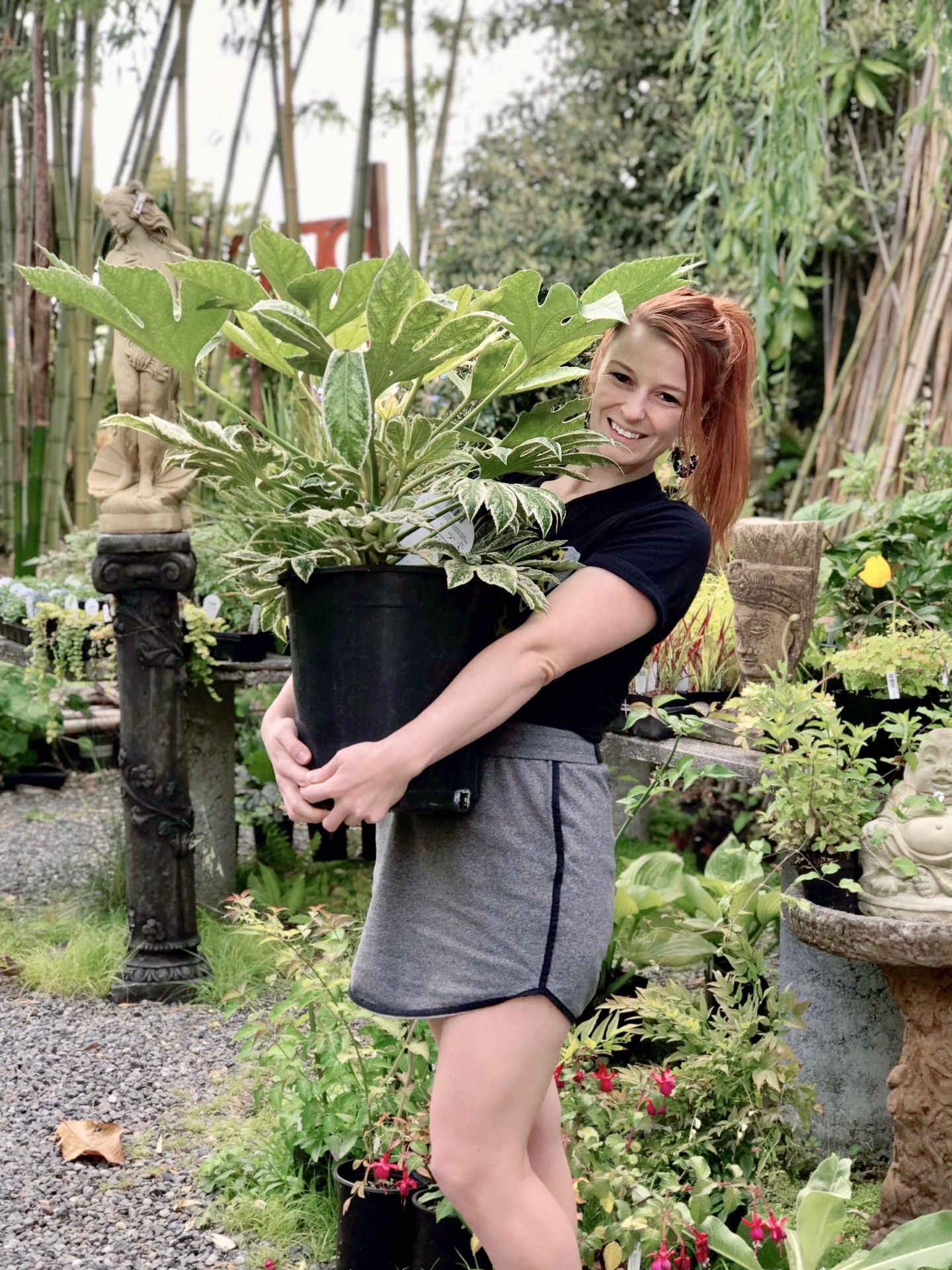 5 gal Variegated Japanese Aralia White Aralia Shrubs Outdoor Plants ...